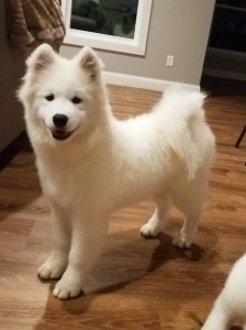 The Pack – SnoDen Samoyeds