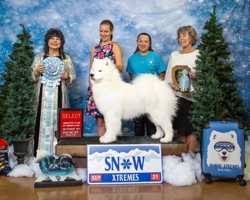 The Pack – SnoDen Samoyeds