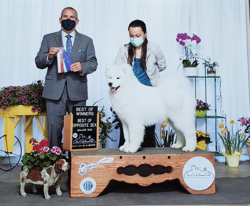 The Pack – SnoDen Samoyeds