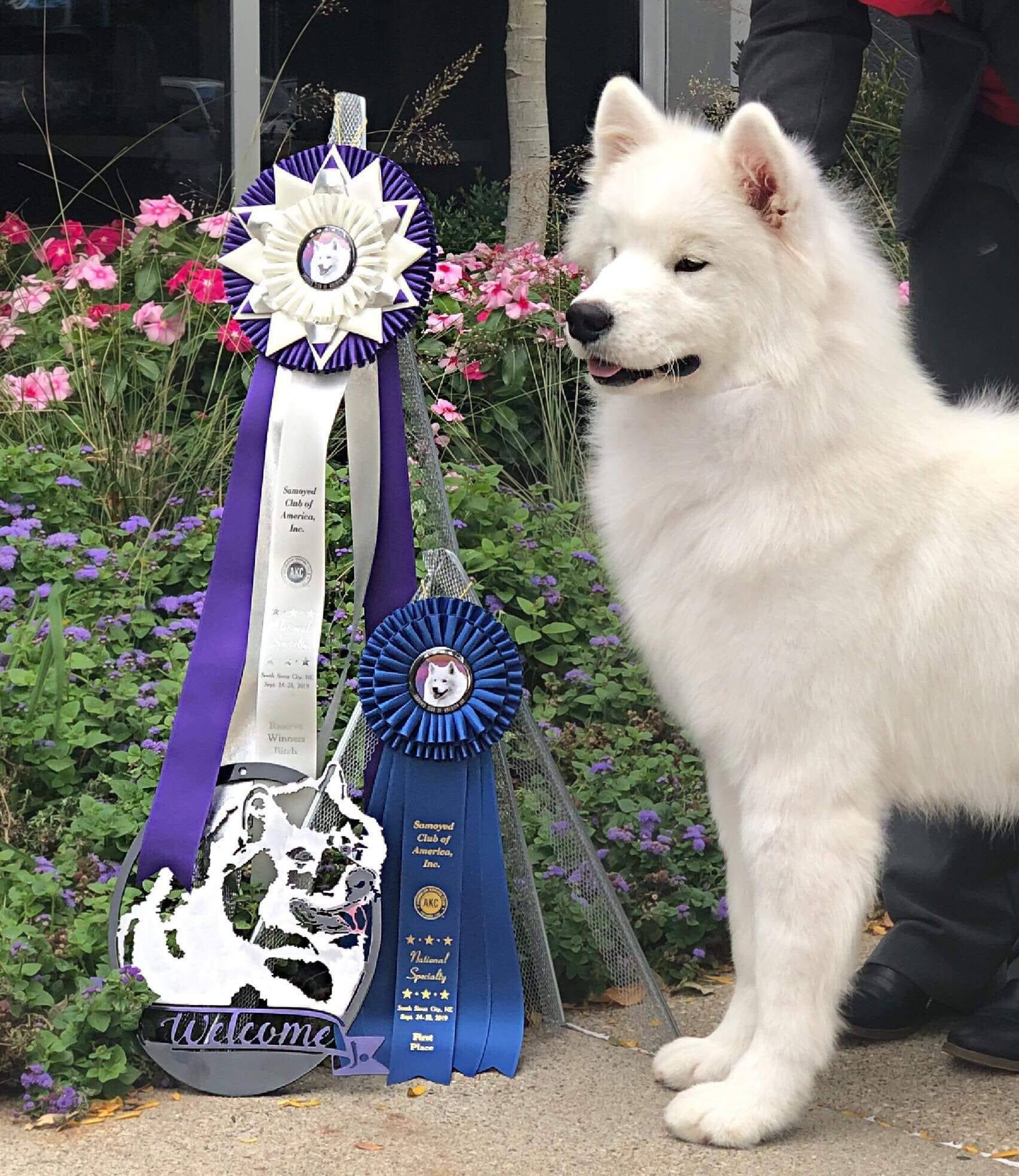 The Pack – SnoDen Samoyeds