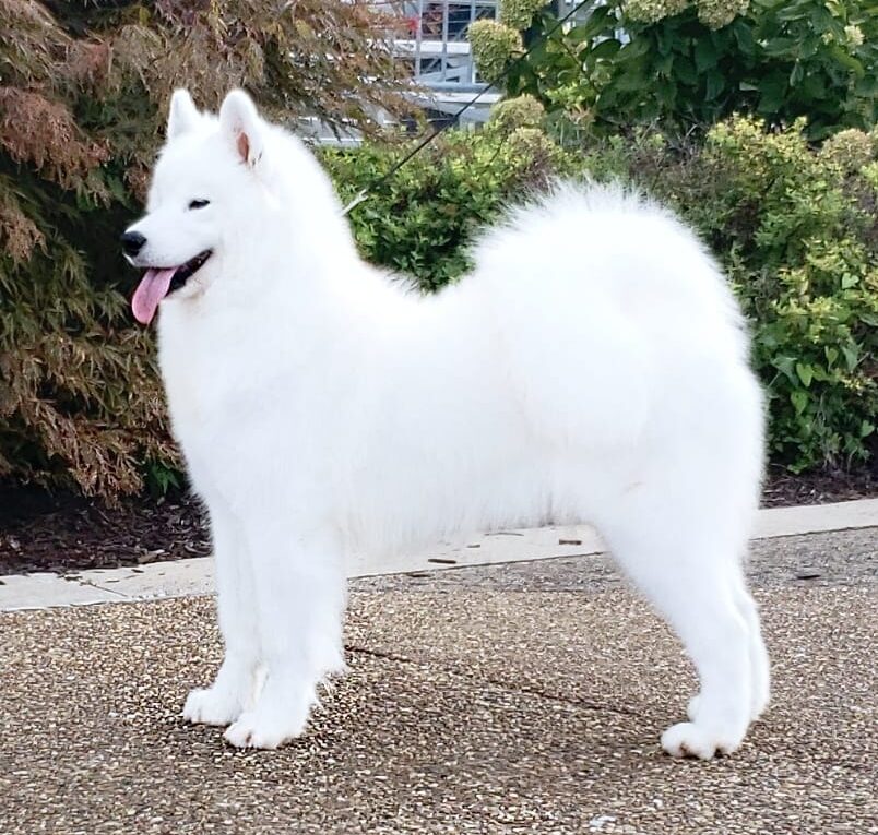 The Pack – SnoDen Samoyeds