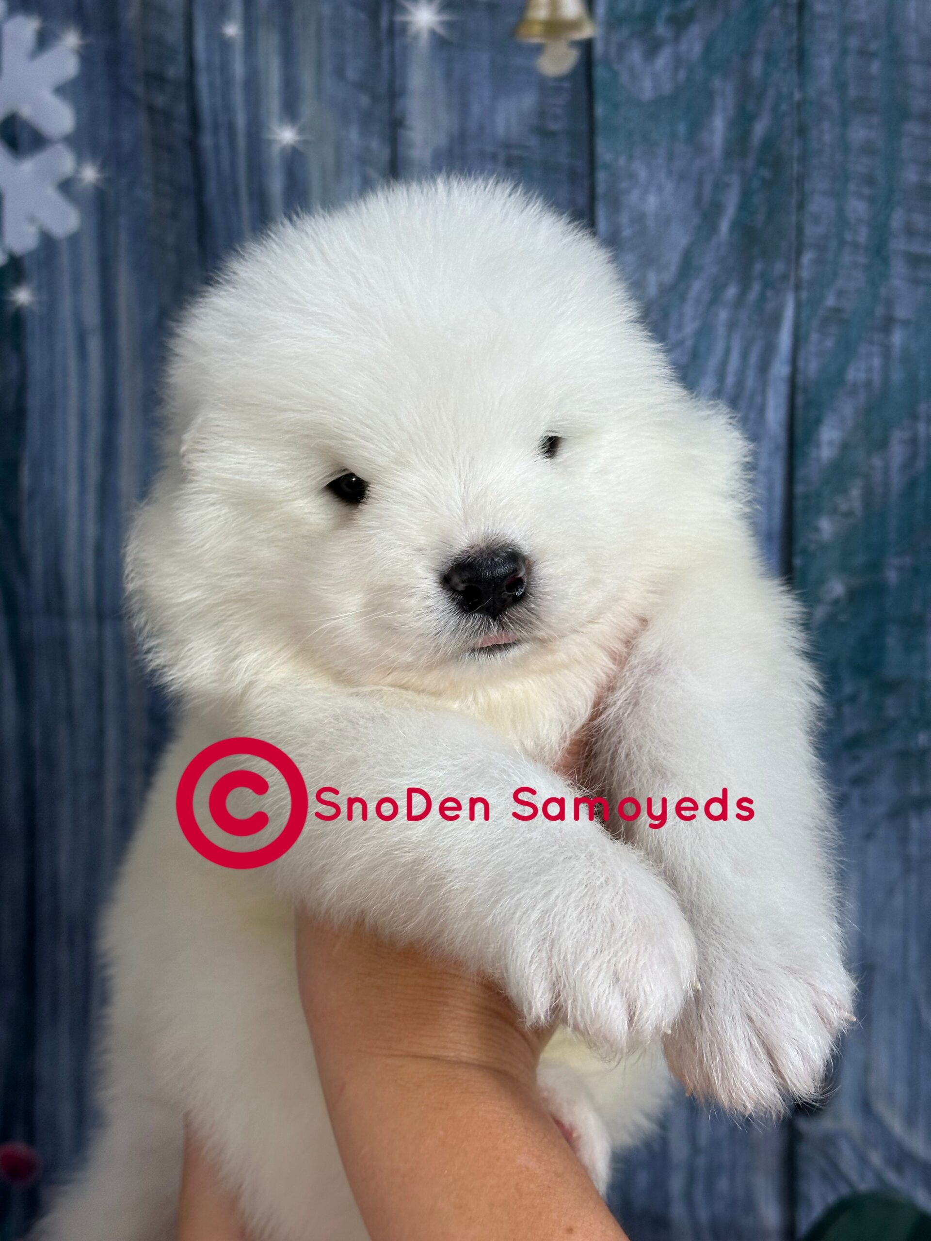 What’s Available – SnoDen Samoyeds