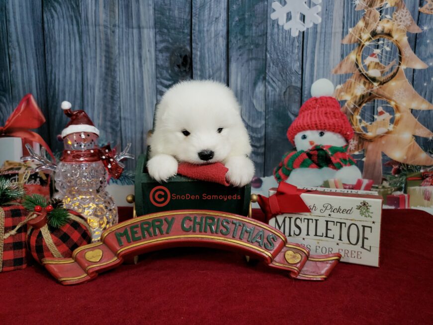 What’s Available – SnoDen Samoyeds